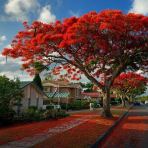 Flamboyan Rojo (Delonix regia) | Semillas del mundo