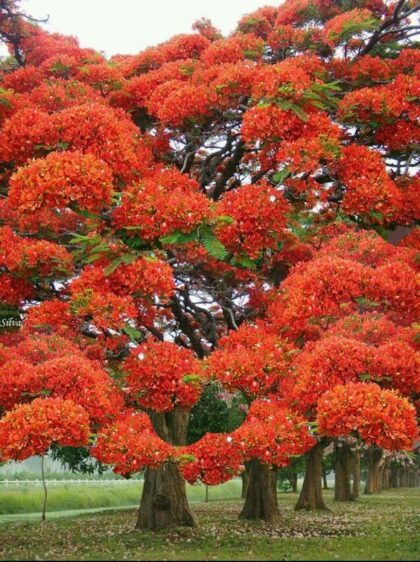 Flamboyan Rojo (Delonix regia) – Semillas del mundo