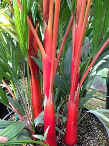 Palmera Roja (Cyrtostachys renda) | Semillas del mundo