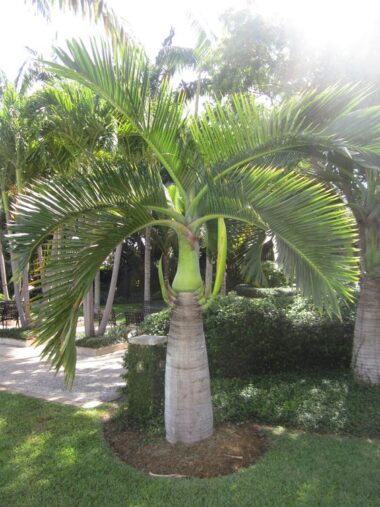 Palmera Botella de Madagascar (Hyophorbe verschaffeltii) | Semillas del ...